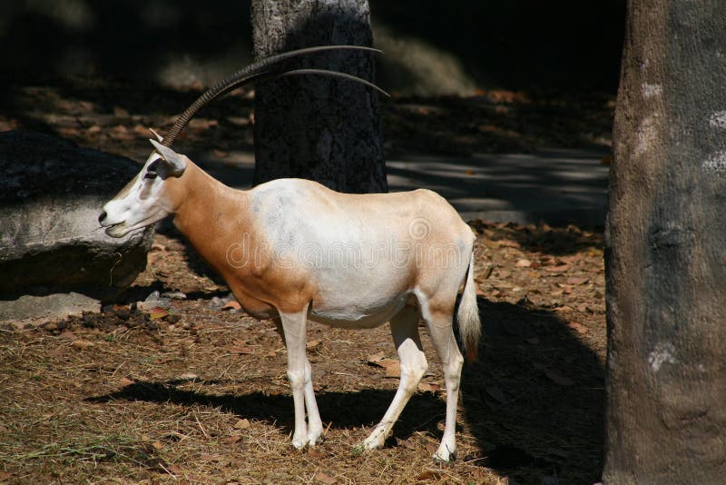 Oryx, Deer , African Animal Stock Image - Image of wild, animal: 85153349