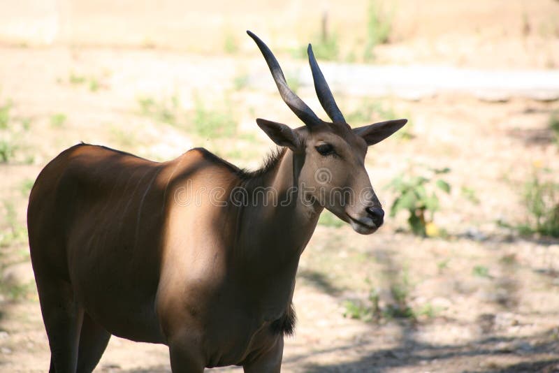 Oryx, Deer , African Animal Stock Image - Image of african, animal ...