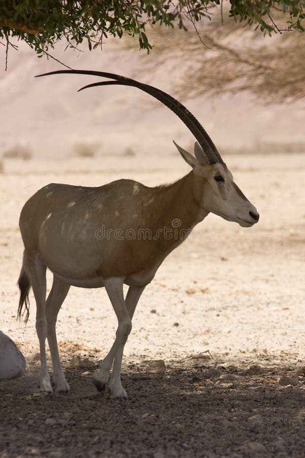 Arabian oryx eating stock image. Image of nature, antelope - 9809529