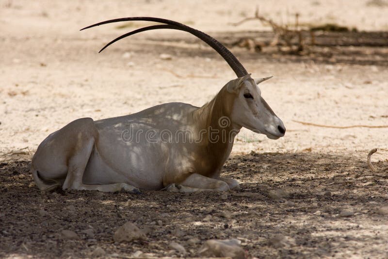 Um Oryx Da Cimitarra Ou Um Dammah Cimitarra-horned Do Oryx Do Oryx Foto ...