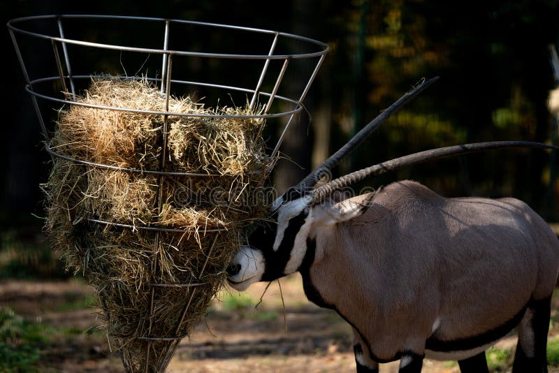 Oryx Eats Hay stock image. Image of recreation, exhibit - 360717181