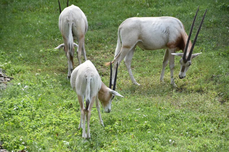 Oryx on a Farm stock image. Image of africa, deer, gemsbok - 291437639