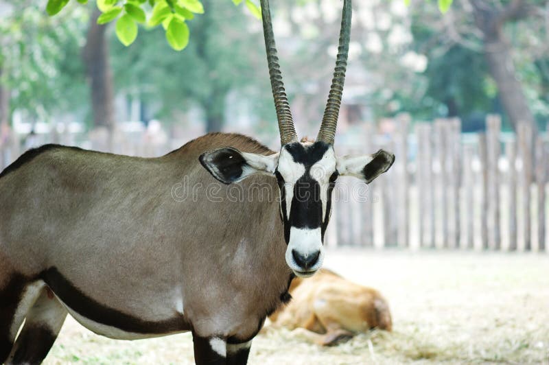 Chiru stock photo. Image of chinese, nature, gemsbok - 18278948