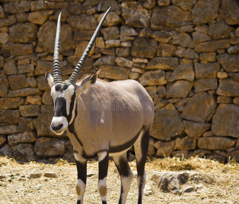 Collection of Predators And Preyes,wildlife In Namibia Reserve Photos ...