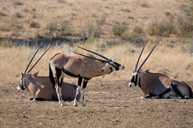 Oryx - Gemsbok Wildlife Background from Africa - Line of Sharp Horns ...
