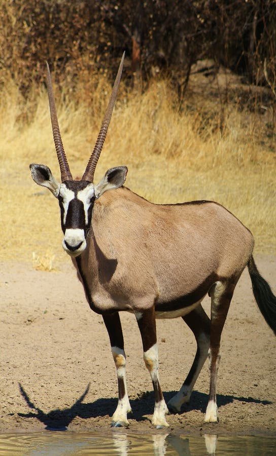 Oryx - Gemsbuck Reflections Super Stock Photo - Image of border, black ...