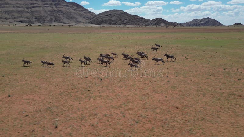 Oryx Group Running Together in a Wide Landscape with Mountains and ...