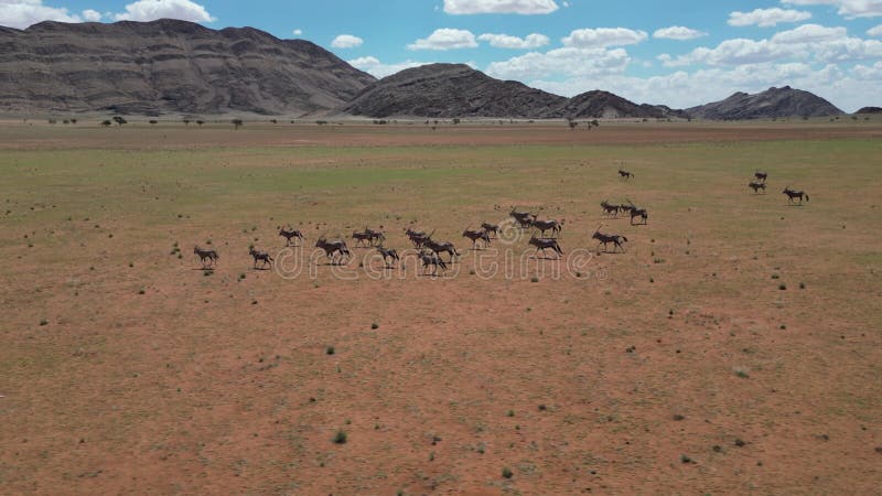 An Oryx Herd Running in a Wide Arid Pasture with Mountains and Cloudy ...