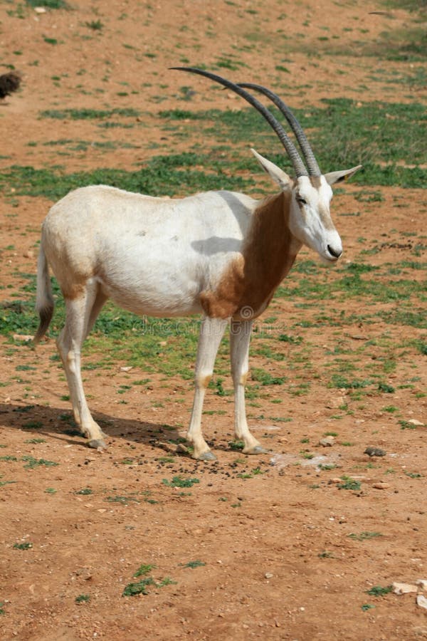Oryx Horned Do Scimitar - Animal Africano Do Savvanah Imagem de Stock ...