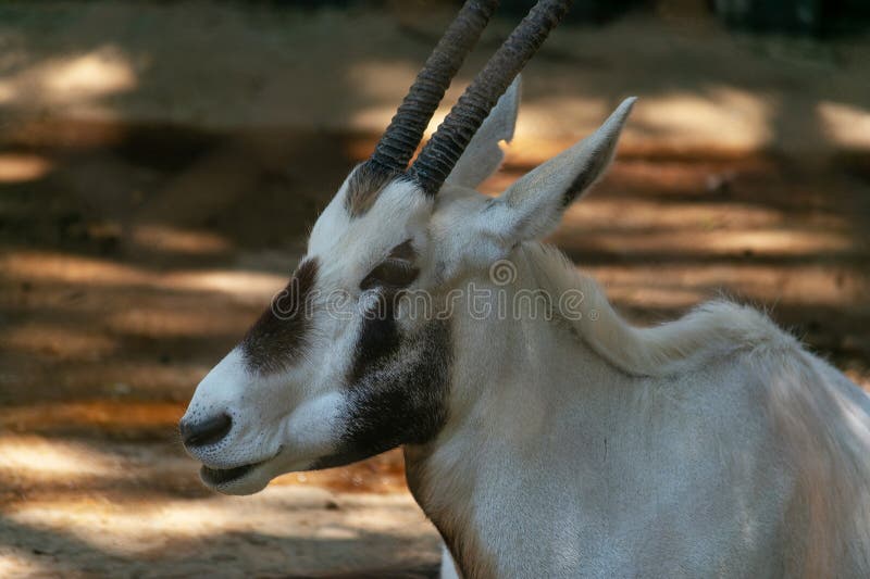 Oryx Leucoryx, Orix of Arabia Stock Photo - Image of africa, oryx ...