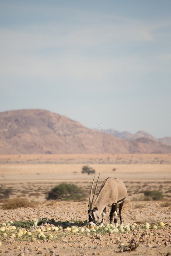Oryx Eating Desert Melon stock image. Image of mountains - 77876841
