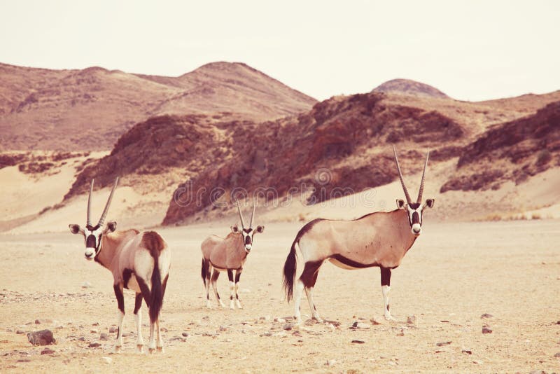 Oryx stock photo. Image of environment, gemsbok, african - 123713708