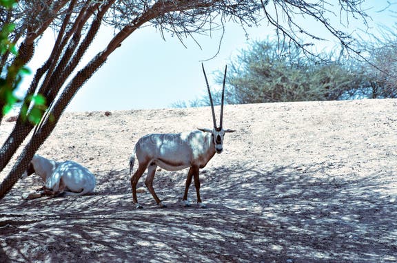 858 Uae National Animal Stock Photos - Free & Royalty-Free Stock Photos ...