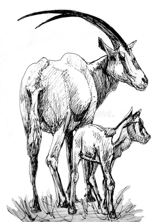 Oryx pen drawing stock illustration. Illustration of herd - 213082636