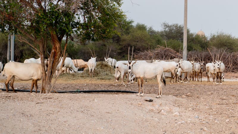 Oryx Roaming Around Freely in a Oryx Farm Stock Image - Image of mammal ...