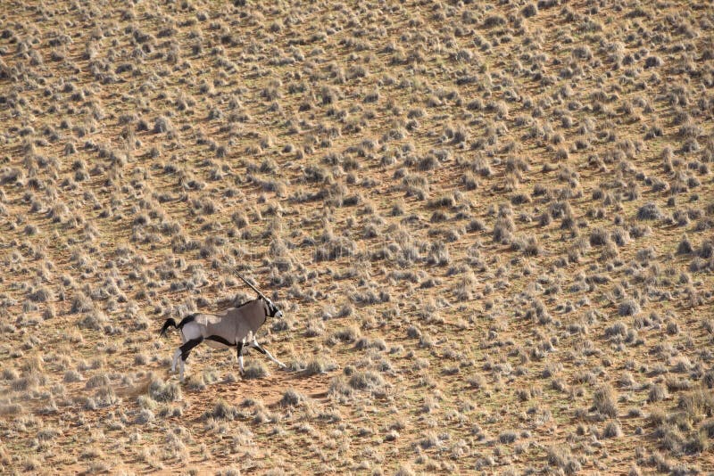 An Oryx Running in a Desert. Stock Photo - Image of erongo, africa ...