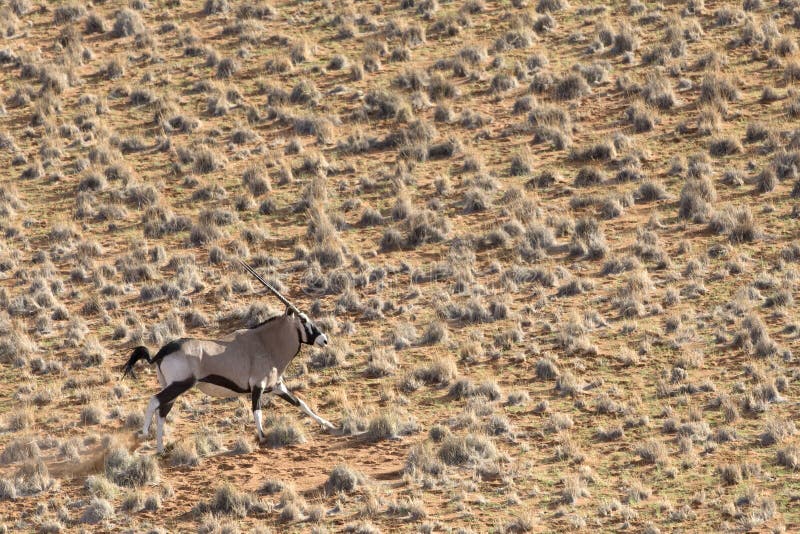 An Oryx Running in a Desert. Stock Photo - Image of famous, erongo ...