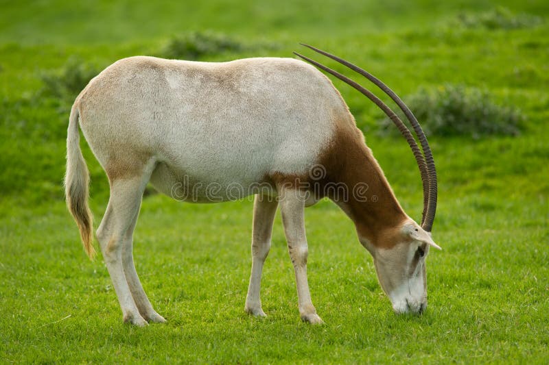 Oryx Scimitar-de cuernos imagen de archivo. Imagen de amenazado - 2586137