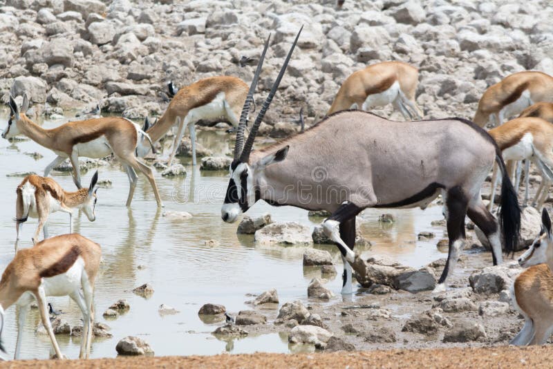 Set of Oryx and Springbok Portraits Stock Photo - Image of isolated ...