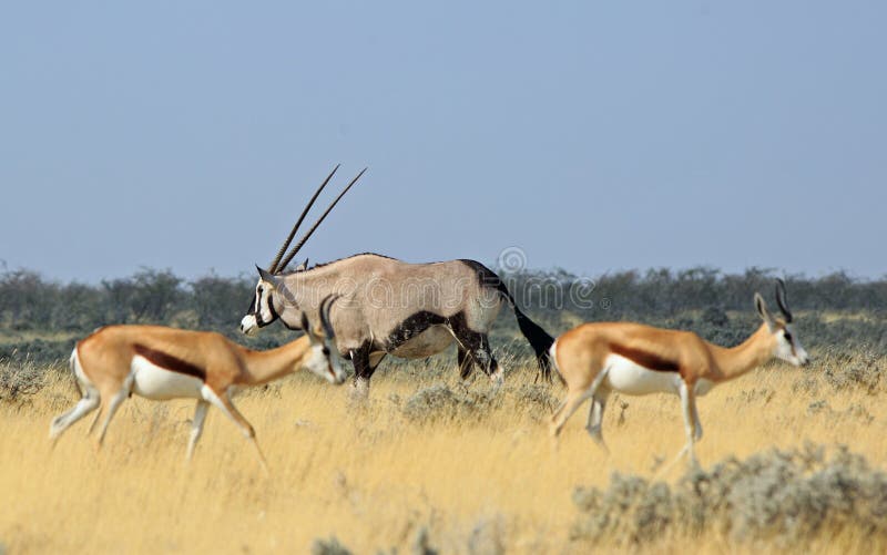 Oryx with Two Springbok in the Foreground Stock Photo - Image of haze ...