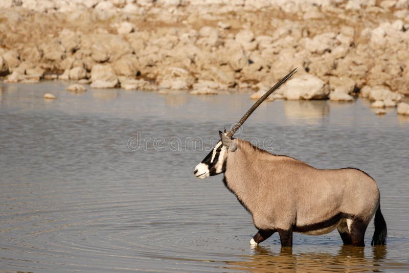 Orix (Gemsbok) Drinking Water Stock Photo - Image of park, wildlife ...