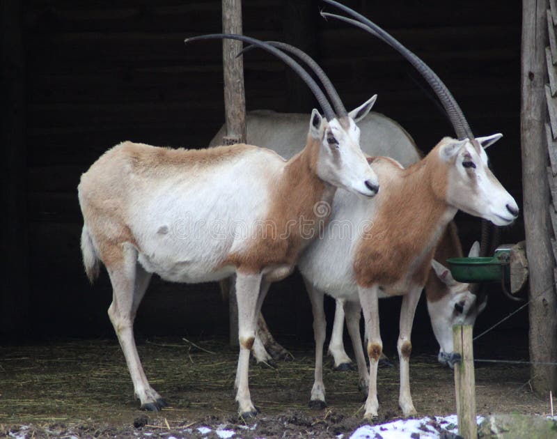 514 Cimitarra Fotos - Fotos de Stock Gratuitas e Fotos Royalty-Free ...