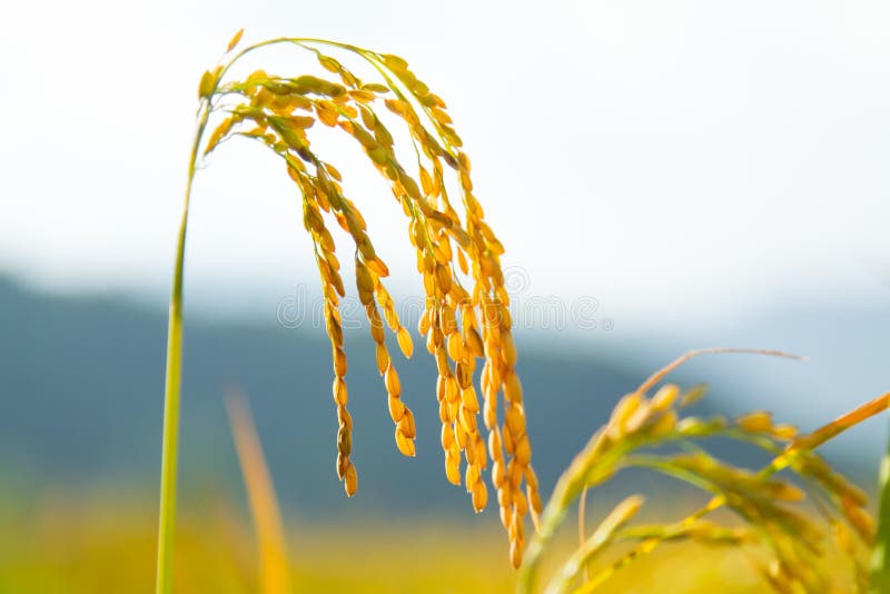 Oryza sativa fotografia stock. Immagine di ambiente, cina - 42155930