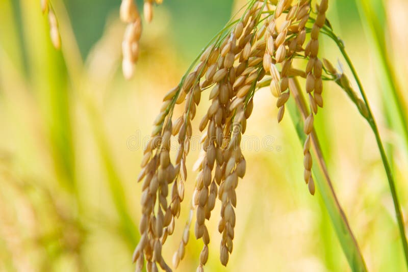 Campo De Almofada Sativa Da Grama Do Oryza Em Tailândia Imagem de Stock ...