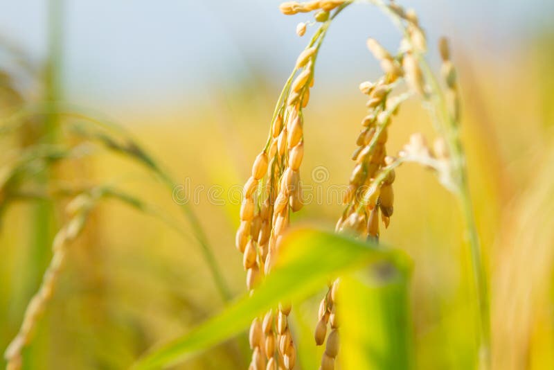 Oryza sativa stock photo. Image of landscape, beautiful - 42155936