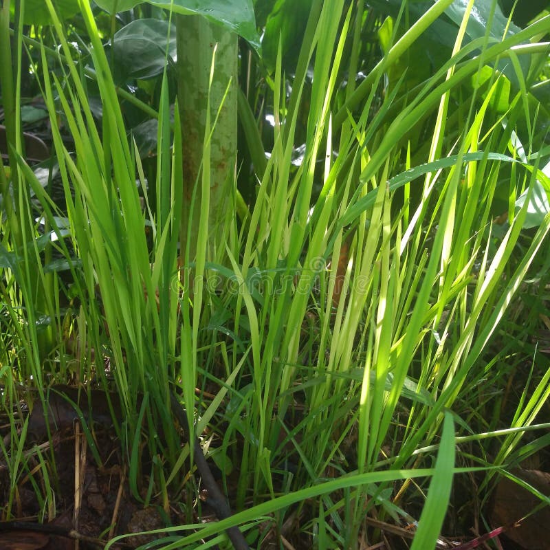 Oryza sativa plants stock photo. Image of field, produce - 189651264