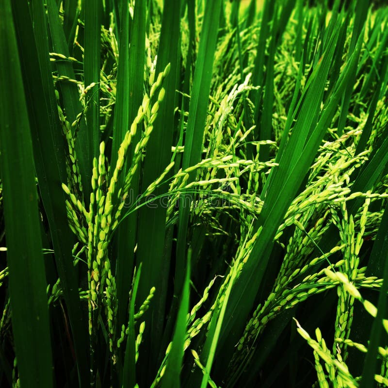 Oryza sativa stock image. Image of riceplant, rice, sativa - 135513561