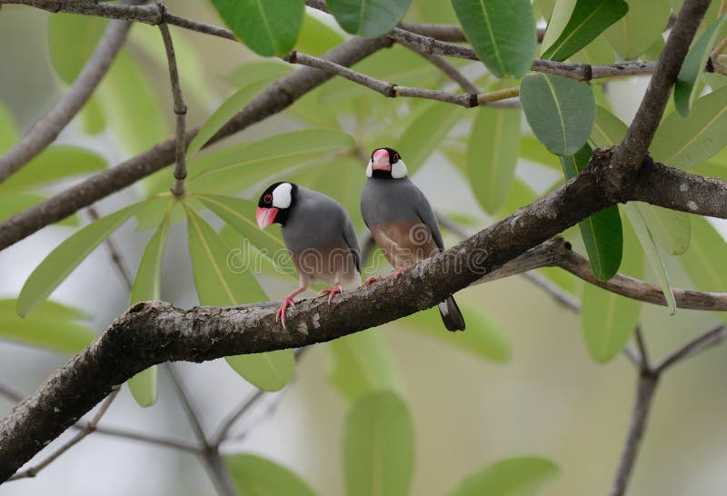 Oryzivora De Lonchura Del Gorrión De Java Imagen de archivo - Imagen de ...
