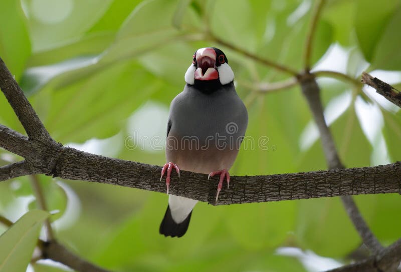 Oryzivora De Lonchura Del Gorrión De Java Imagen de archivo - Imagen de ...