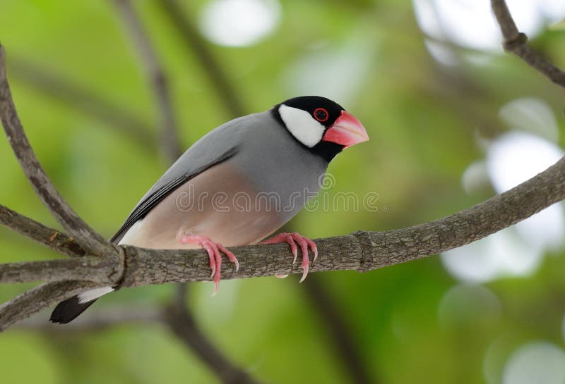 Oryzivora De Lonchura De Moineau De Java Photo stock - Image du vert ...