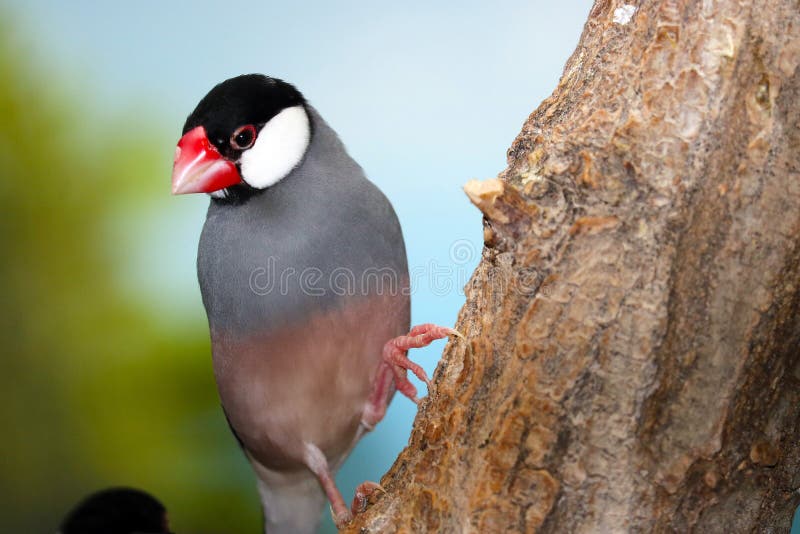 Oryzivora De Padda De Moineau De Java Montant Un Tronc D'arbre Image ...