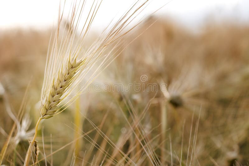 Orzo immagine stock. Immagine di raccolta, orzo, grano - 1014229