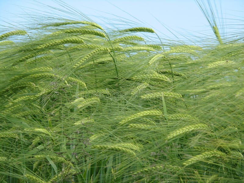 Orzo immagine stock. Immagine di fresco, paese, erba - 11131199