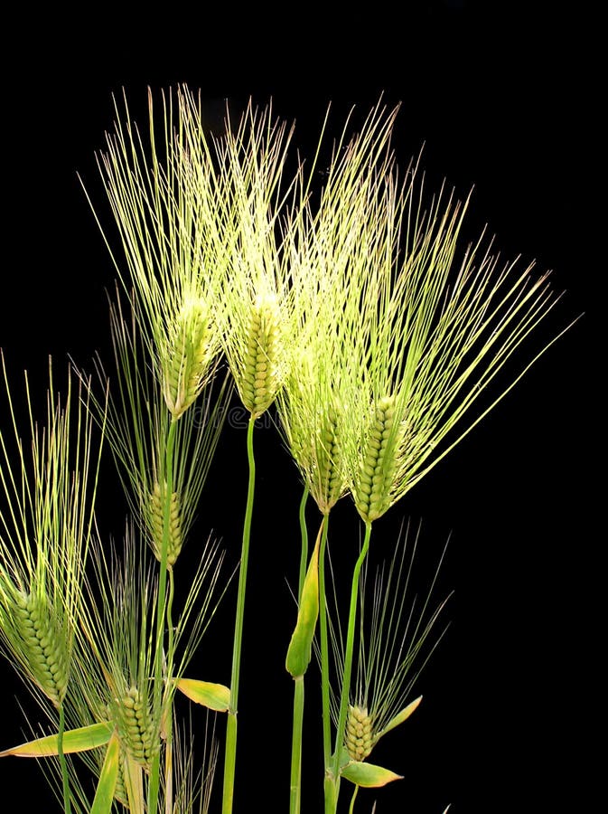 Orzo immagine stock. Immagine di alimento, agricoltura - 12264583