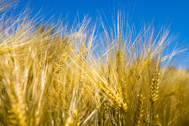 Orzo immagine stock. Immagine di estate, agricoltura - 14966919