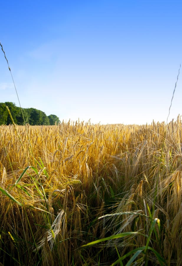 Orzo immagine stock. Immagine di cielo, alimentazione - 15132677