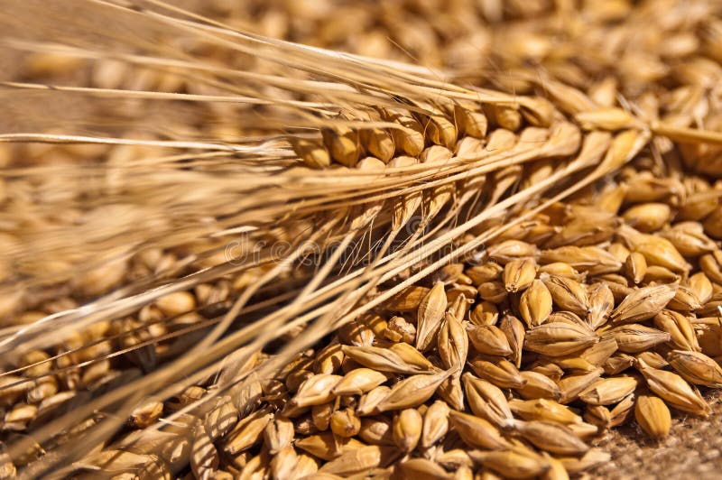 Malto dell'orzo fotografia stock. Immagine di orzo, grezzo - 29533386