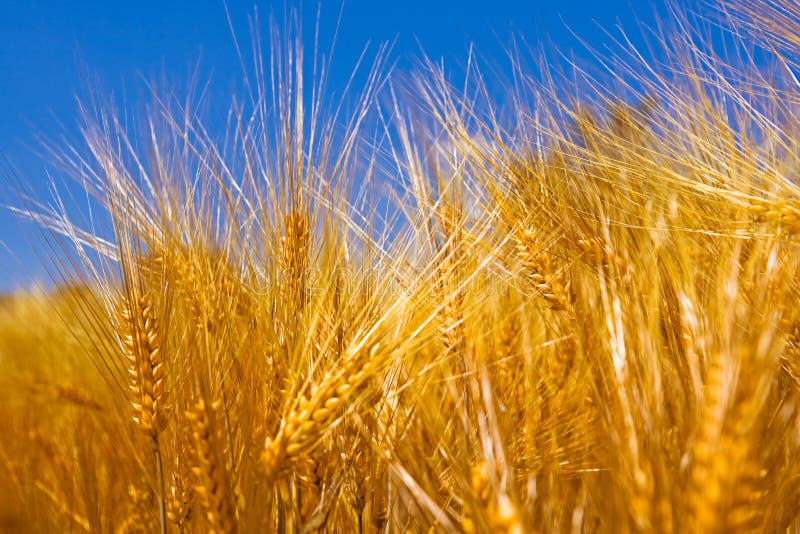 Orzo immagine stock. Immagine di frumento, nave, molla - 16364345