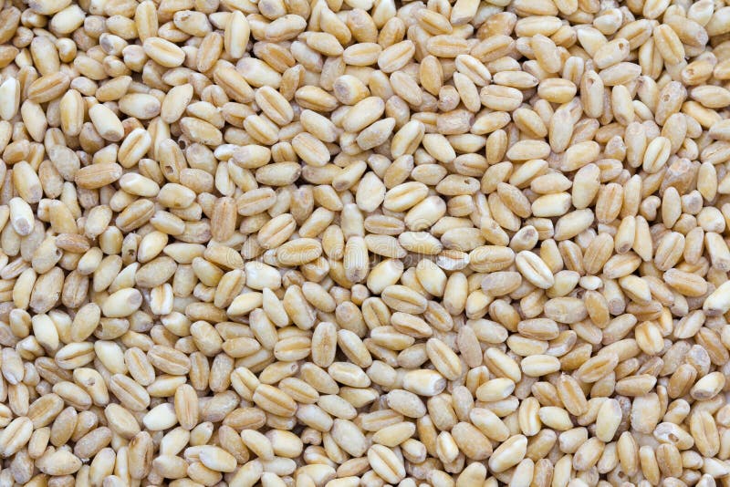 Orzo fotografia stock. Immagine di ingrediente, leguminosa - 22243590