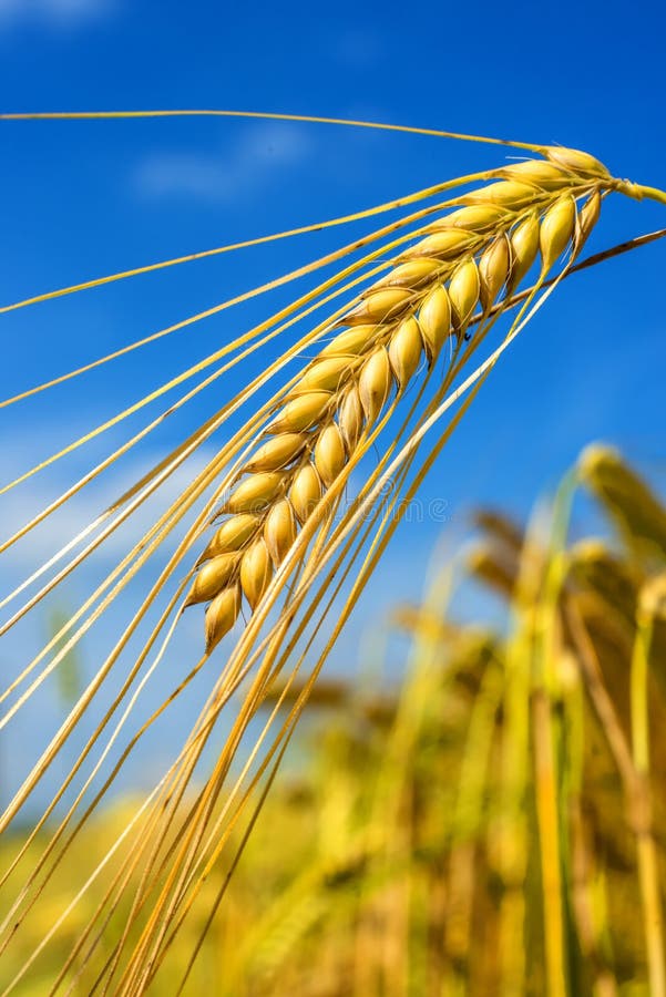 Orzo fotografia stock. Immagine di sano, naughty, fiore - 31988134