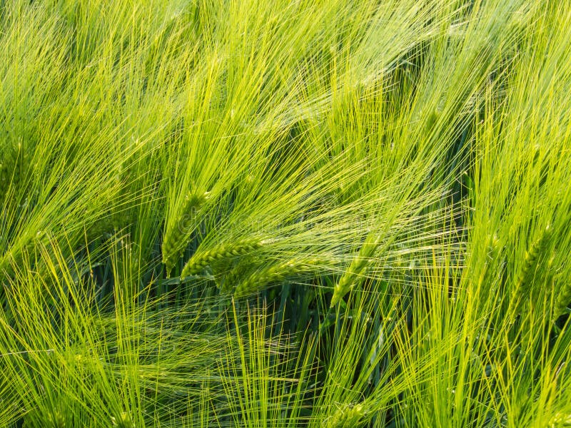 Campo Dell'orzo (hordeum Vulgare) Con La Luce Del Sole Immagine Stock ...