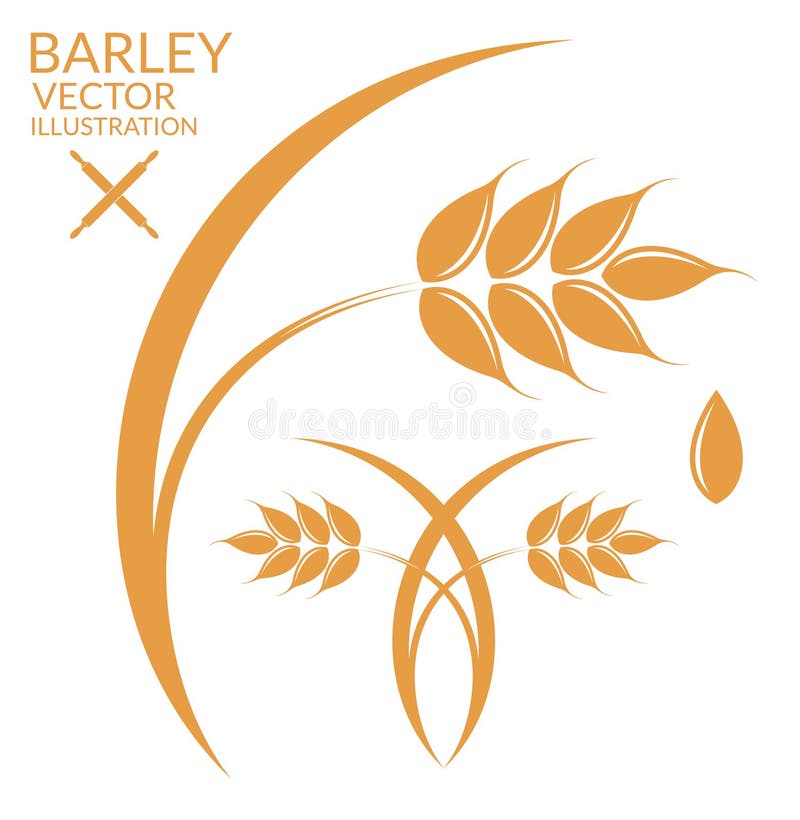 Orzo illustrazione vettoriale. Illustrazione di forno - 32448102