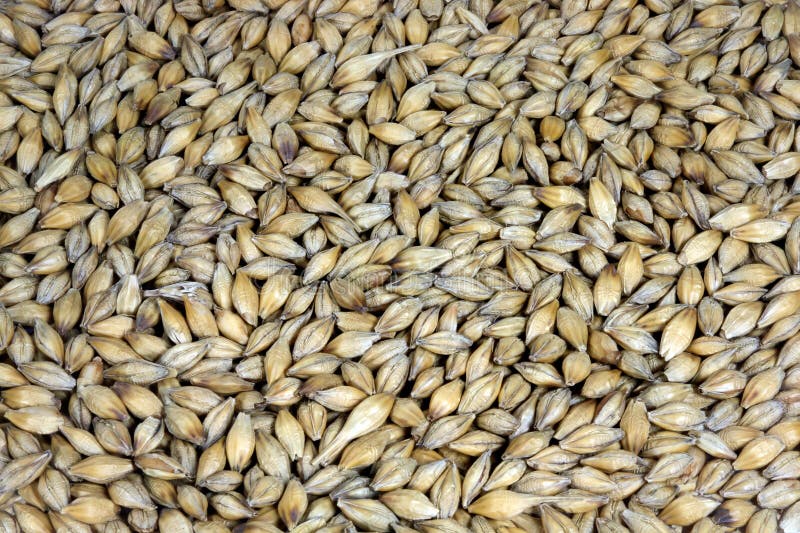 Orzo immagine stock. Immagine di grano, orzo, fresco, nocciolo - 8691135