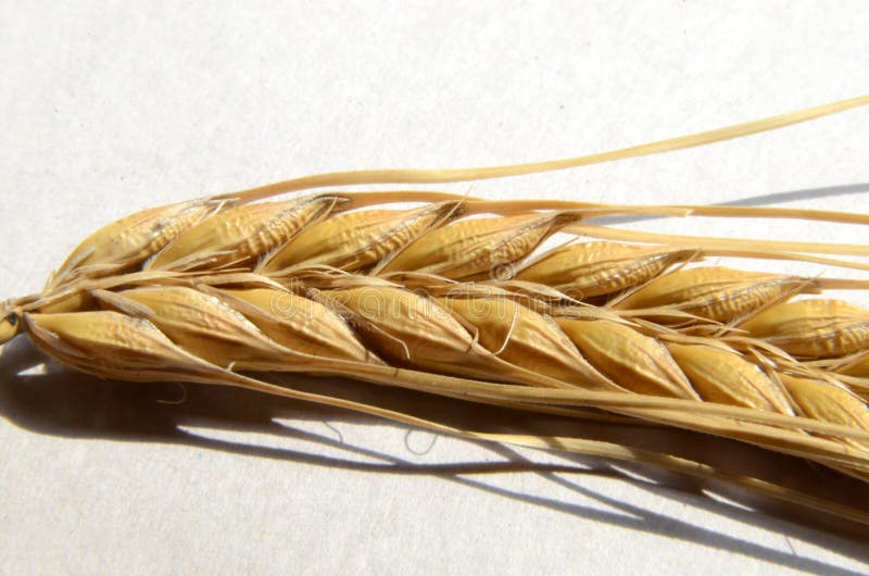 Freccia Fatta Della Corda E Dell'orzo Con Un Fondo Bianco Fotografia ...
