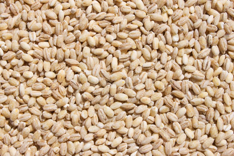 Orzo Di Sei-fila Con Le Bucce Immagine Stock - Immagine di orzo ...