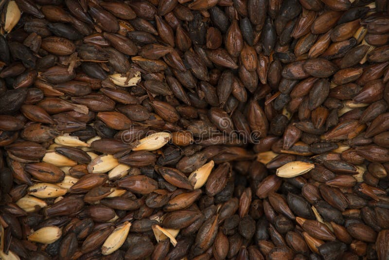 Primo Piano Malted Del Campo Dell'orzo Che Mostra Le Teste Del Seme ...